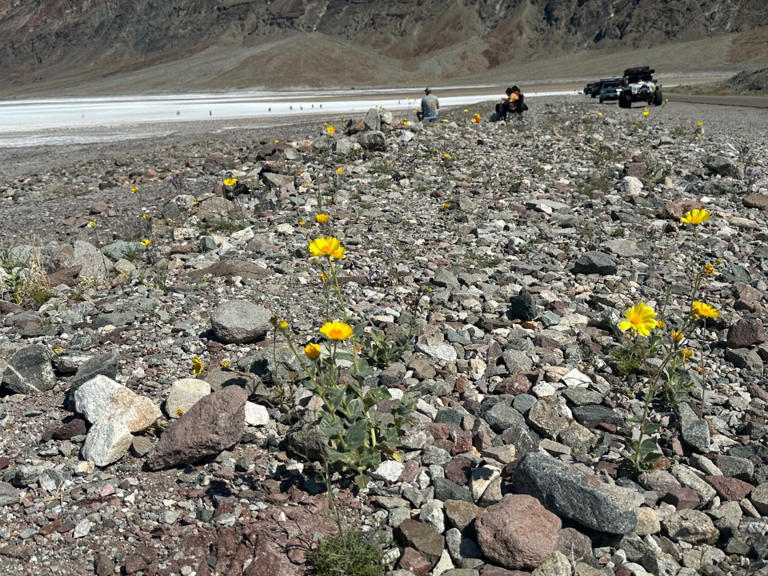 Death Valley superbloom best in decade after heavy rain