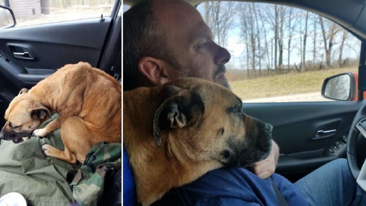 This scrawny stray dog saw an open car door and decided to jump in the ...
