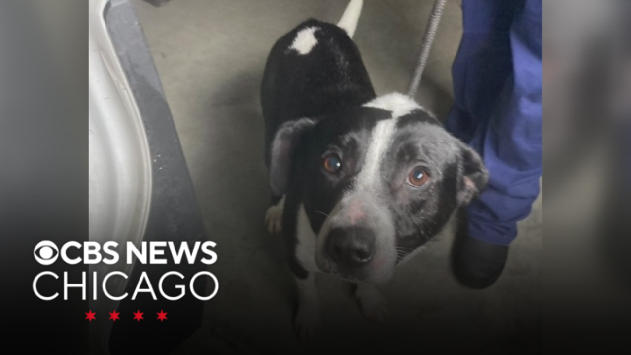 Anti-Cruelty Society in Chicago taking in 6 dogs from Kankakee County ...