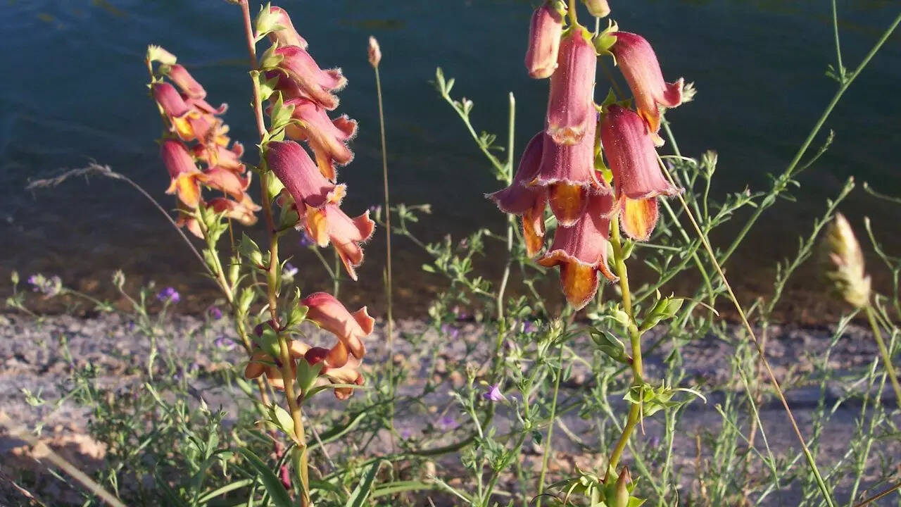10 beautiful weeds hiding in your yard that could actually be dangerous