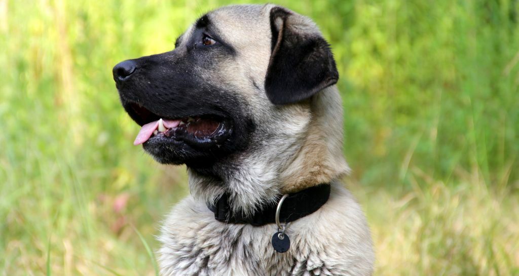 Cane turco Kangal, cosa sapere sul pastore turco gigante dell’Anatolia