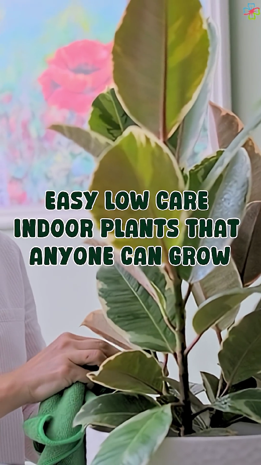 Low care indoor plants everyone can keep healthy and happy