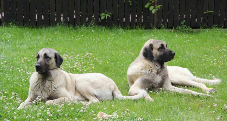 Cane turco Kangal, cosa sapere sul pastore turco gigante dell’Anatolia