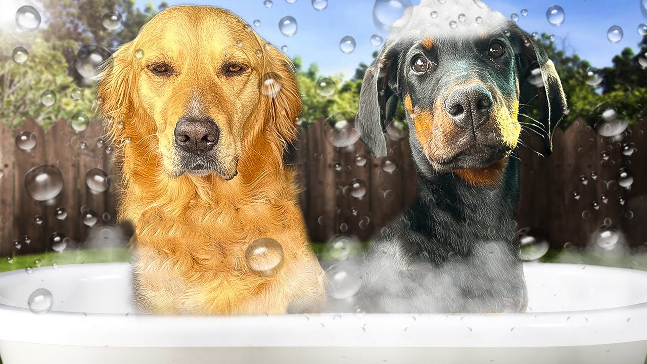 Grooming my 2 dogs (they hated it)