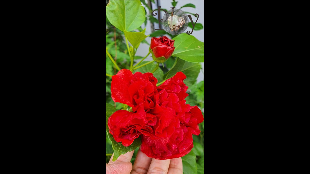 Around me | Hibiscus flowers in front of my house are brilliant in the ...