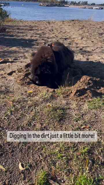 Why dogs love digging for hidden treasures