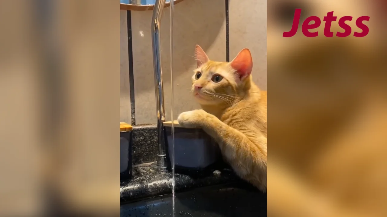 Gato filósofo viraliza ao transformar torneira em momento de reflexão