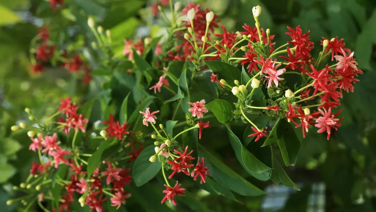 6 self-growing climbers that are low maintenance and Indian weather-proof