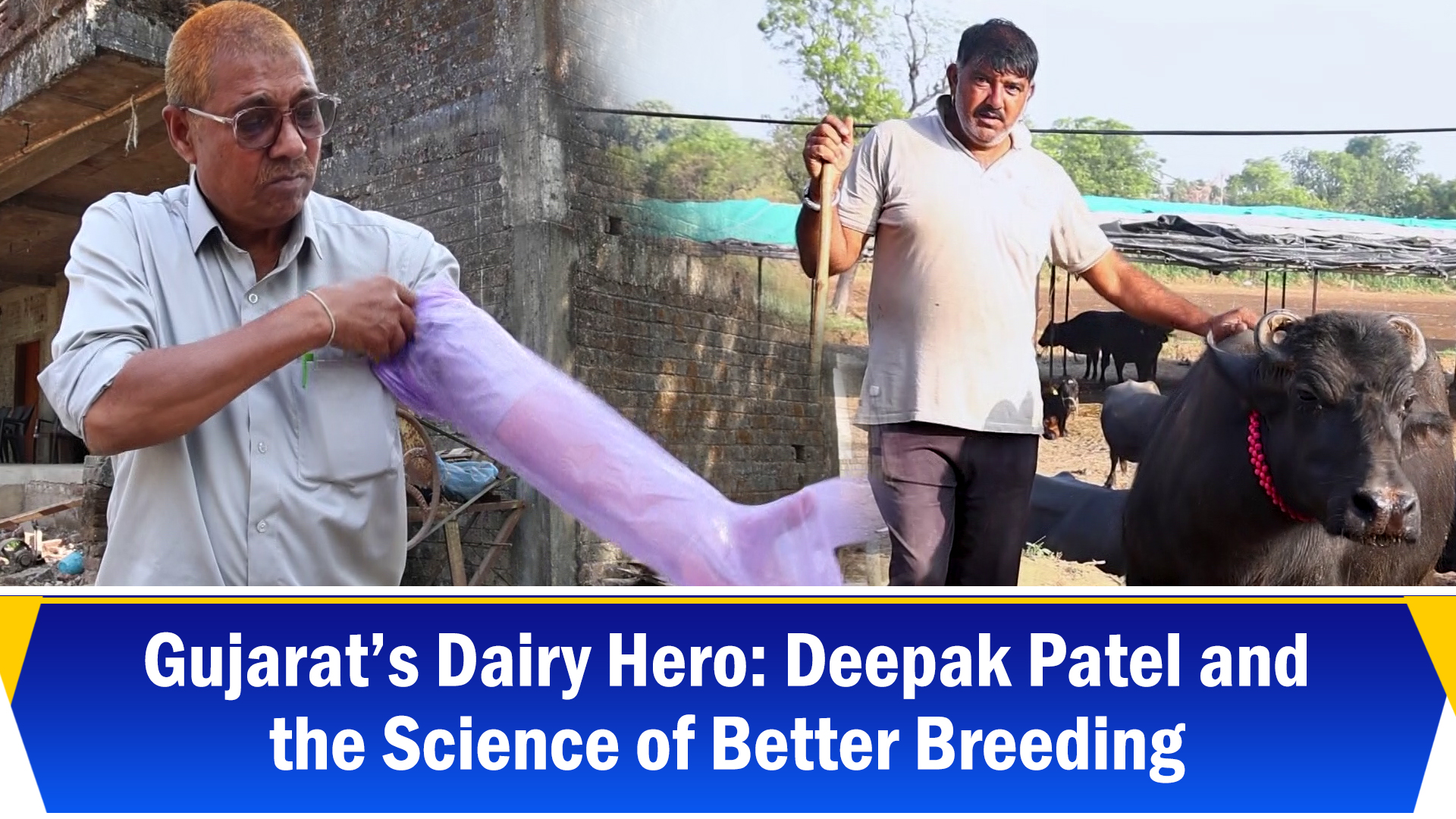Gujarat’s dairy hero: Deepak Patel and the science of better breeding