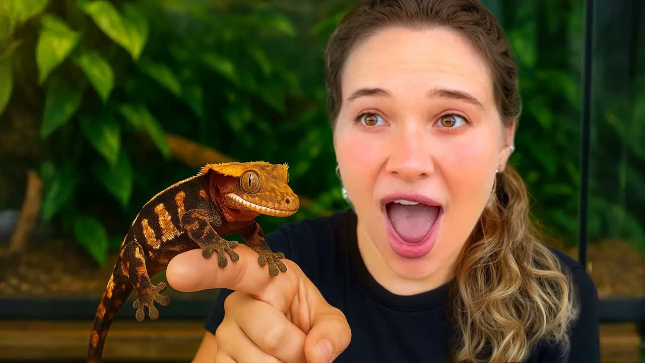 The first hours with a crested gecko and the small surprises that follow