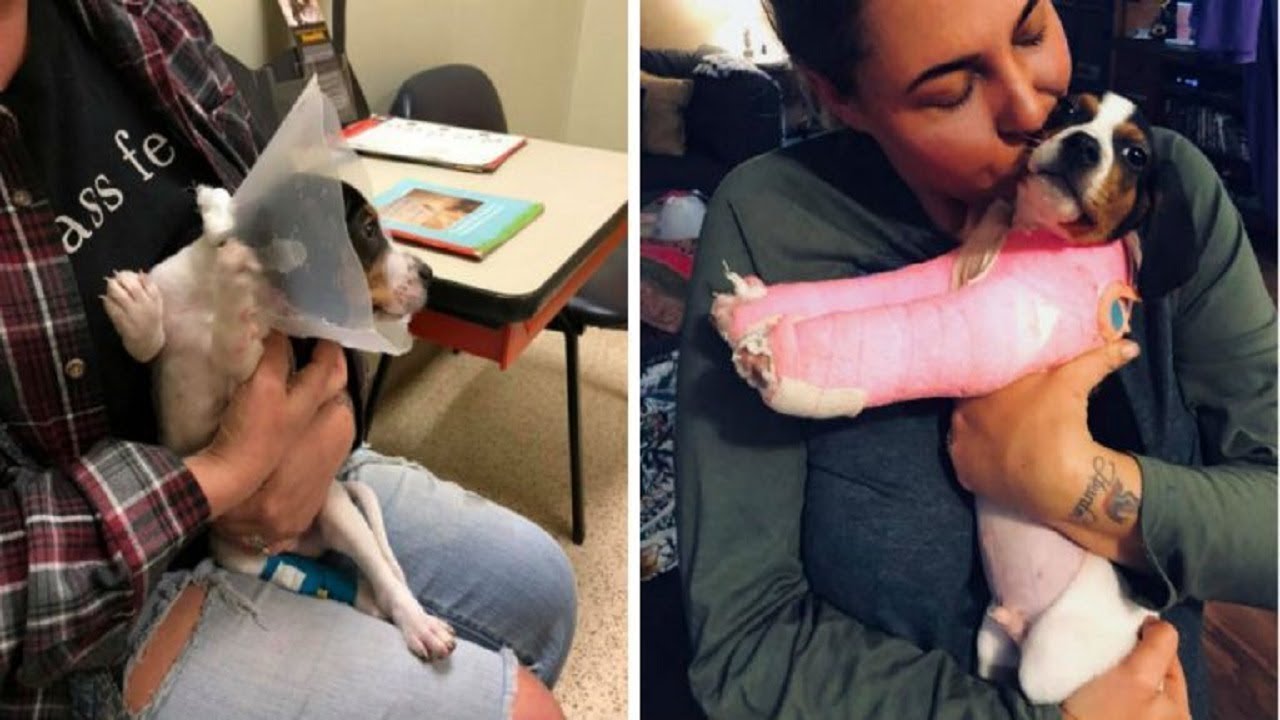 Puppy in Luther born with upside down paws recovering from surgery