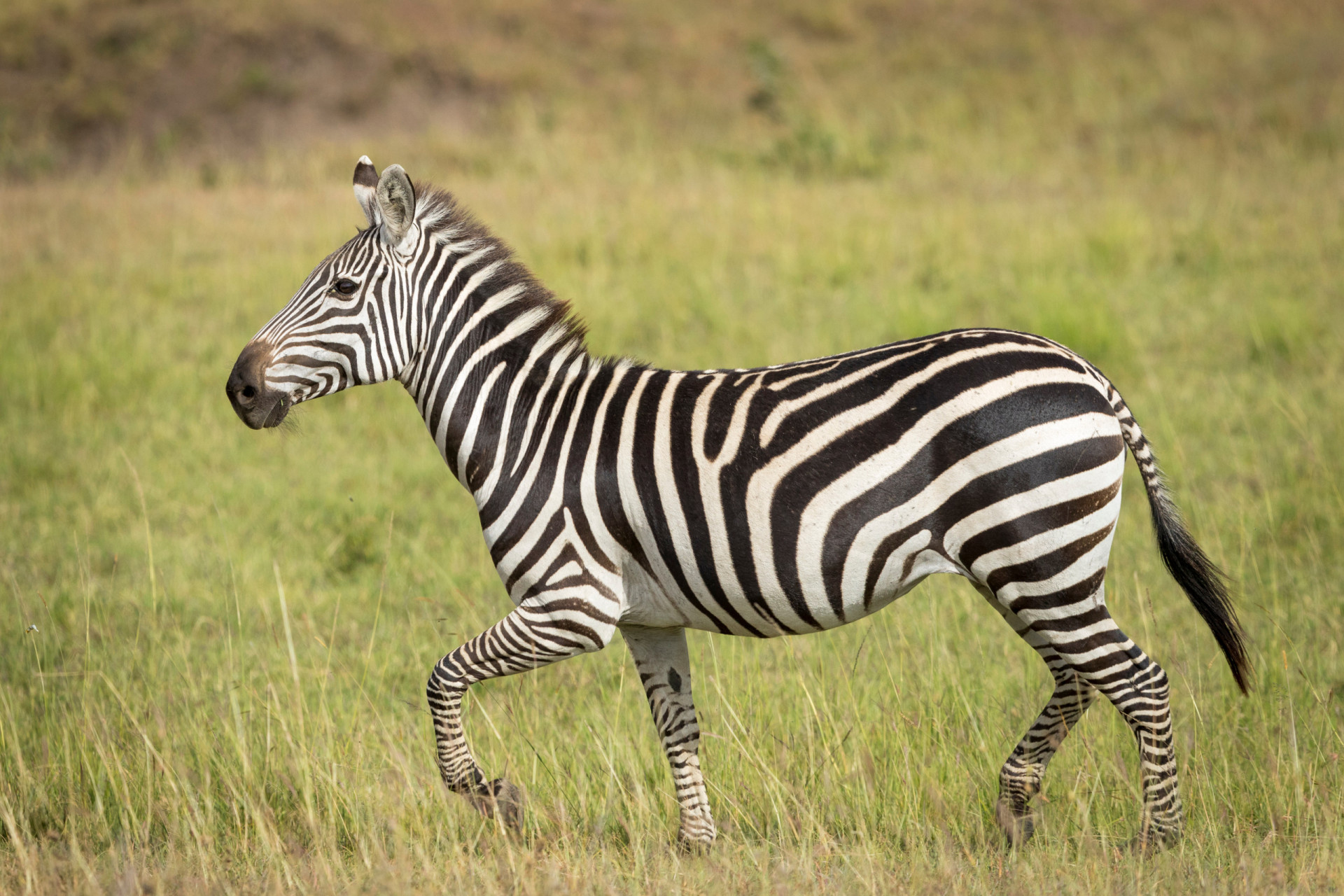 Wildlife with the most beautiful and unique coats