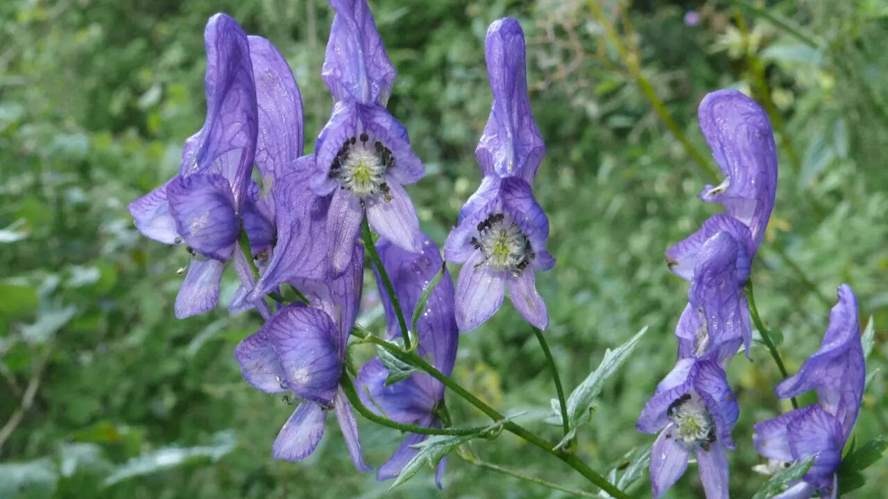 10 beautiful weeds hiding in your yard that could actually be dangerous