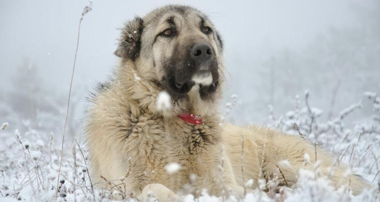 Cane turco Kangal, cosa sapere sul pastore turco gigante dell’Anatolia