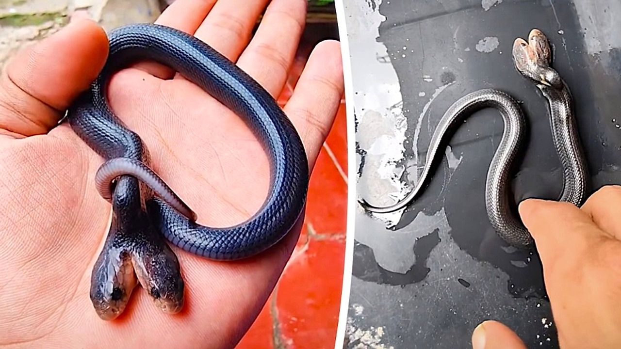 Rare two-headed cobra discovered in Indonesian rice field