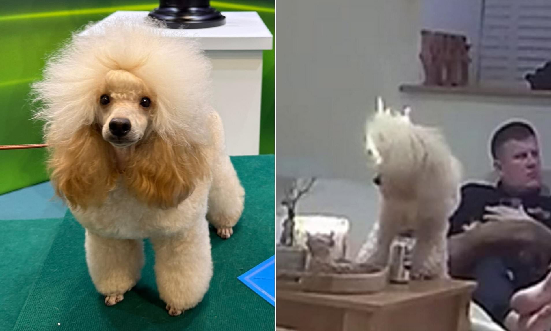 Moment prized poodle sets himself on fire with a candle - just days ...