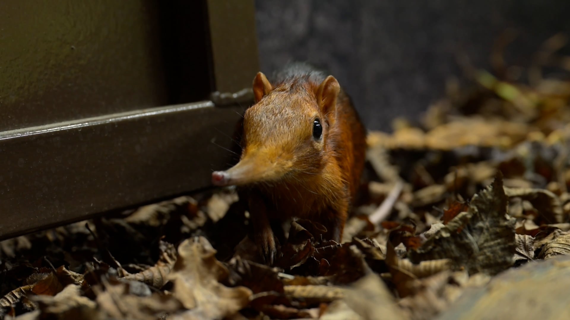Zoo's cute elephant-nosed baby shrews become first to be born in the UK
