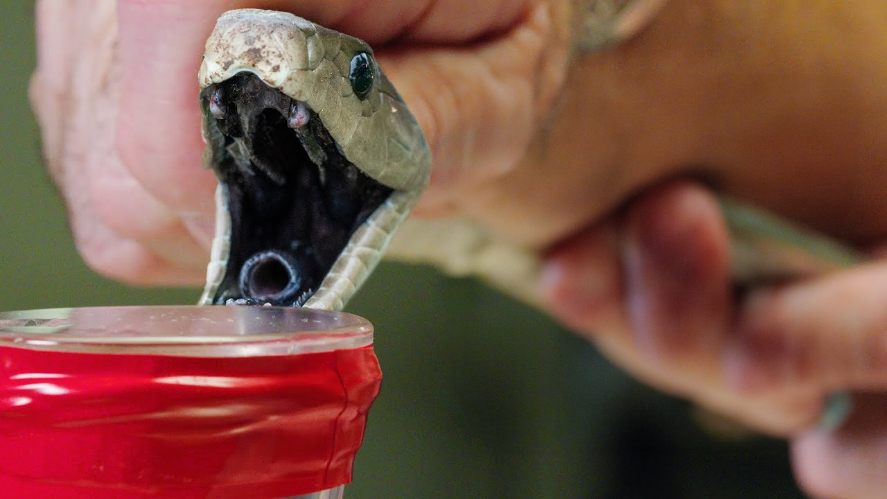 Black vs. green mambas: Snake milking with Coyote Peterson