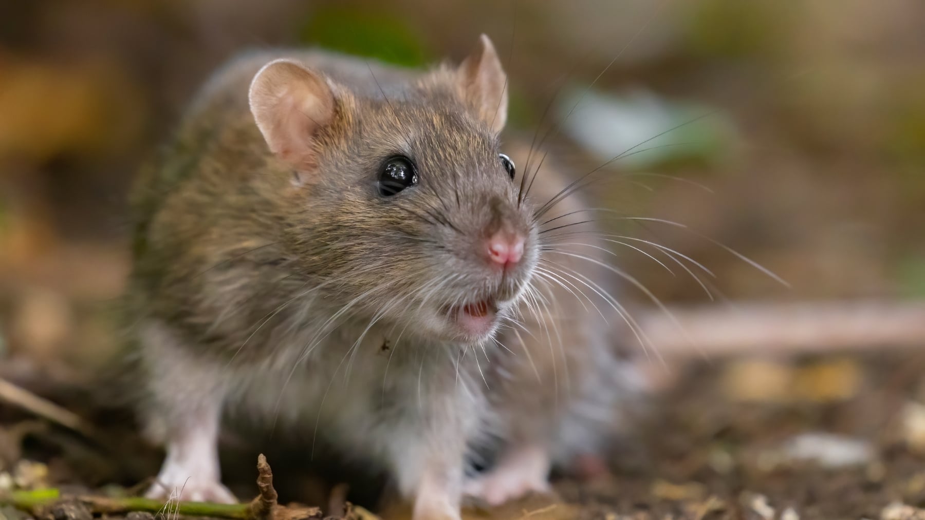 Ni matarratas ni trampas: la forma natural y definitiva para acabar con ...