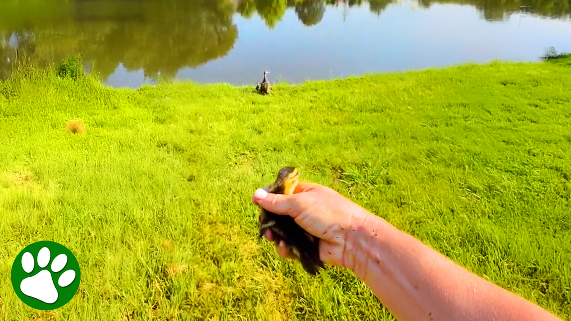 Kind woman helps mama duck get her babies back