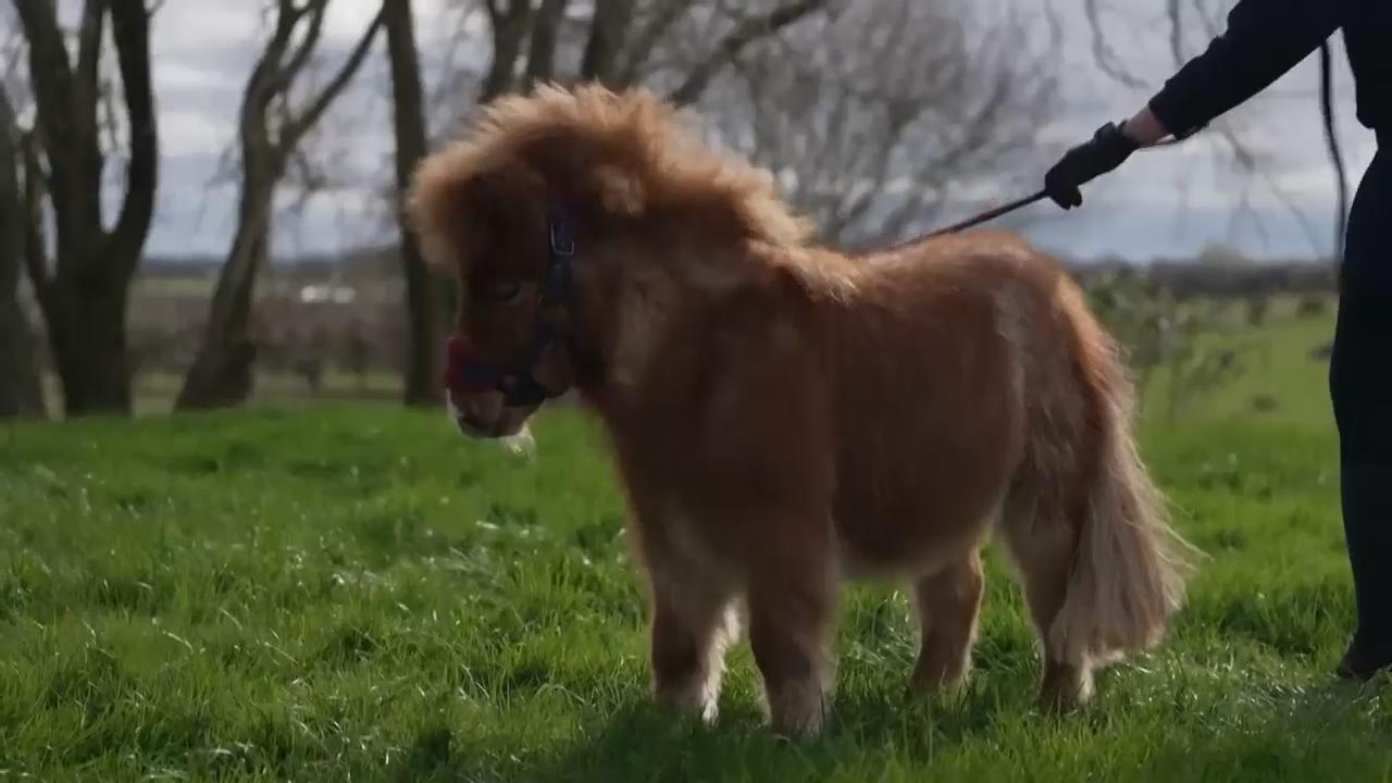 Tiny rescue pony wins hearts after recovering from illness