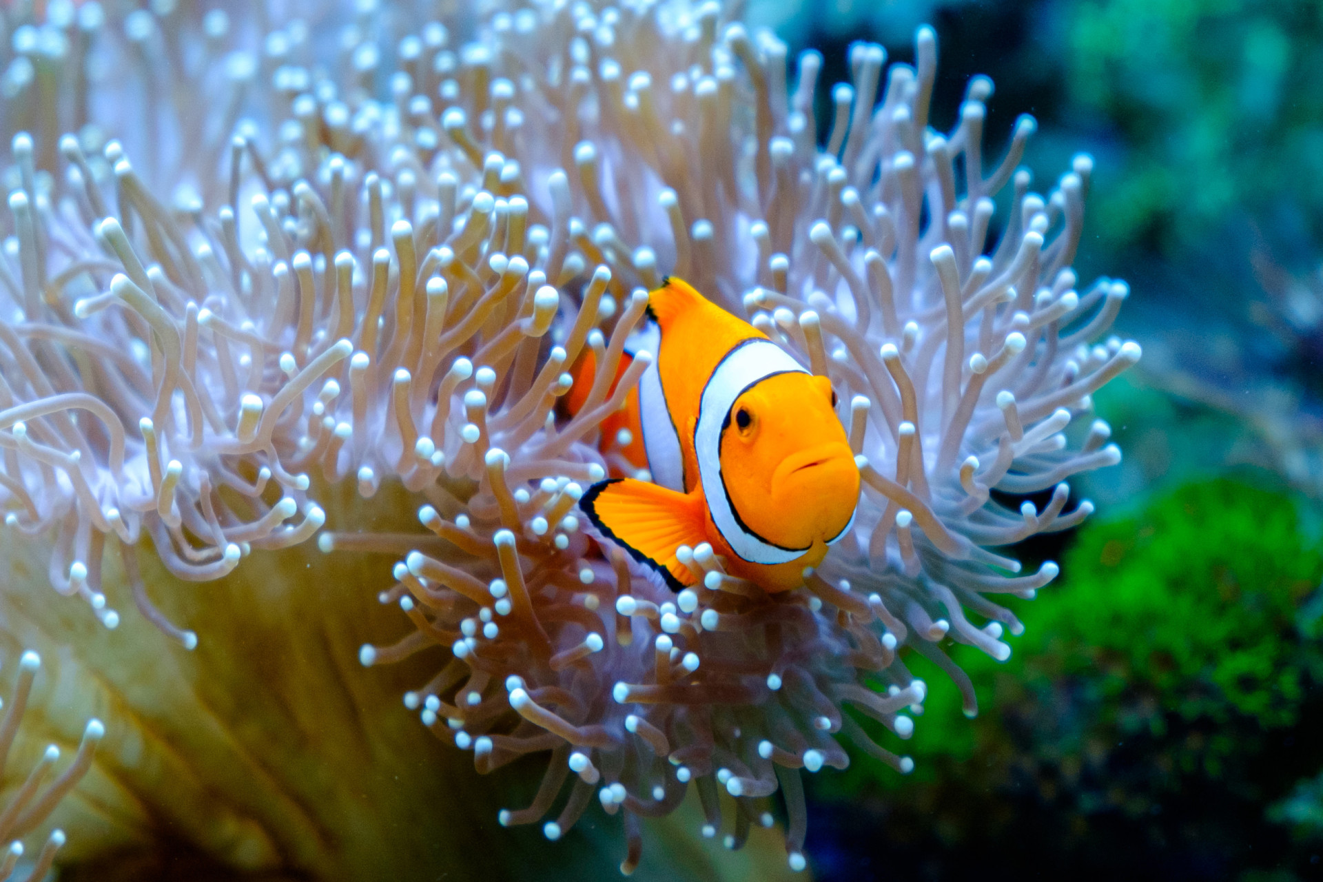 Animals that have symbiotic relationships