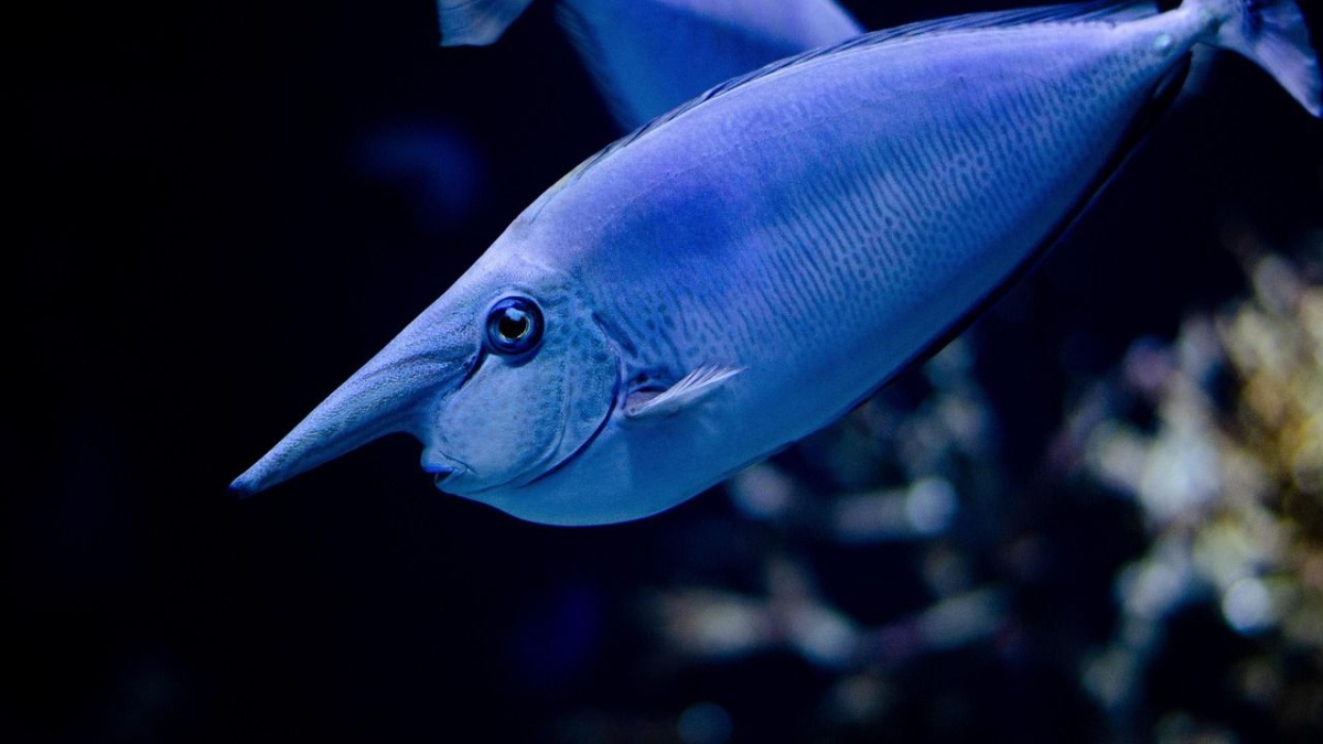 Mitos y realidades sobre los peces de acuario: la verdad revelada ...