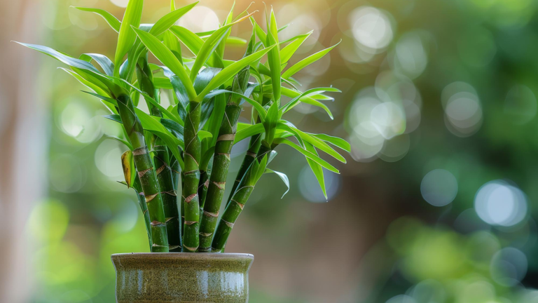 5 powerful vastu-approved plants that attract positive energy