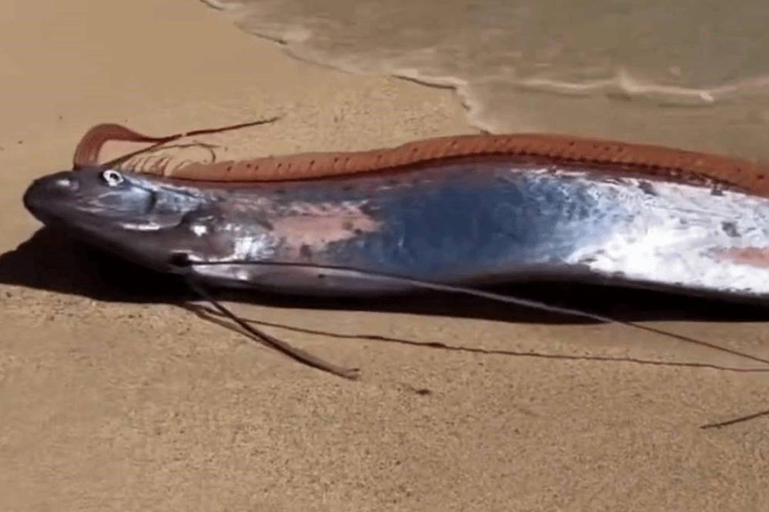 Two rare oarfish beach up in Cabo