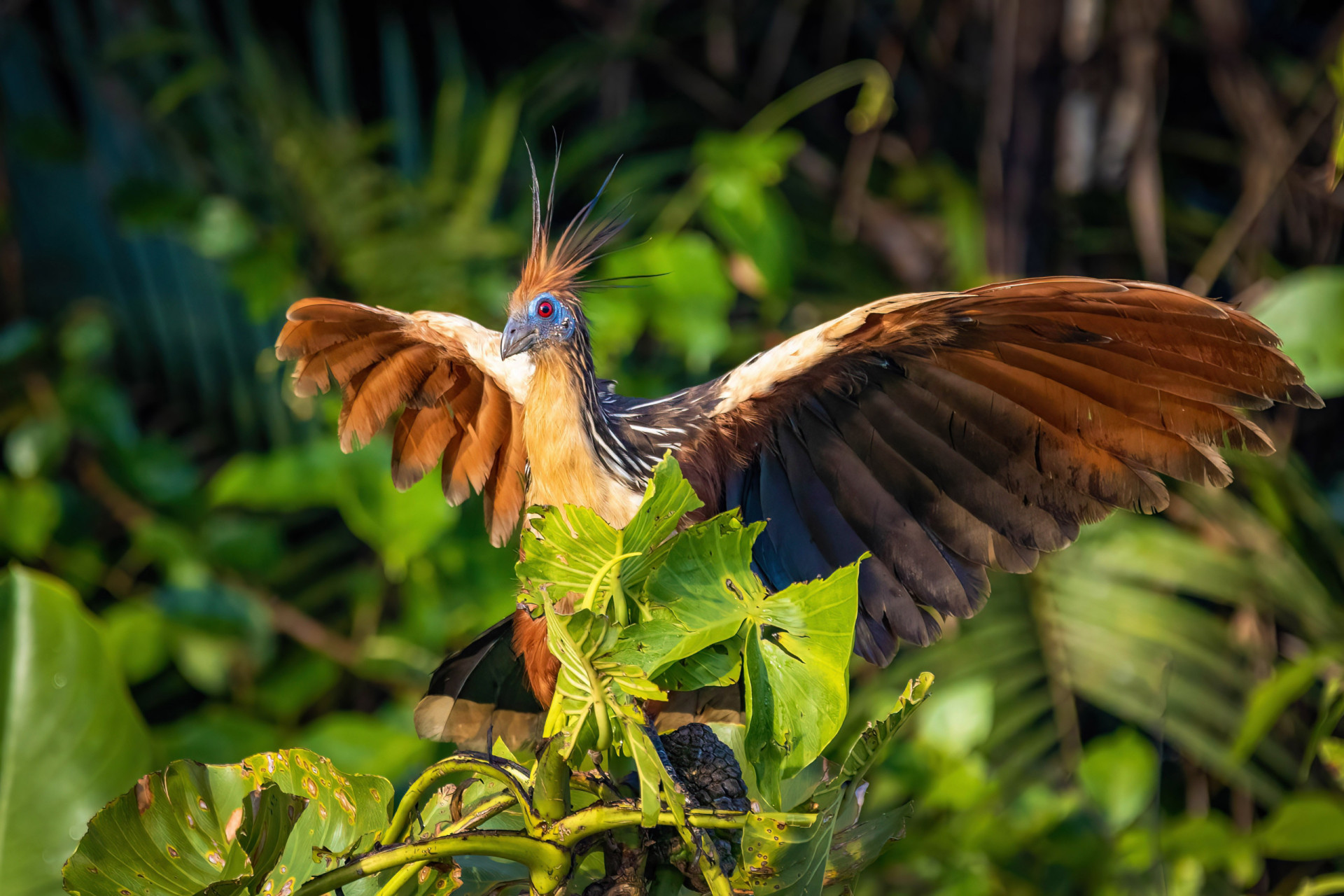 Animals with unusual diets and bizarre feeding habits