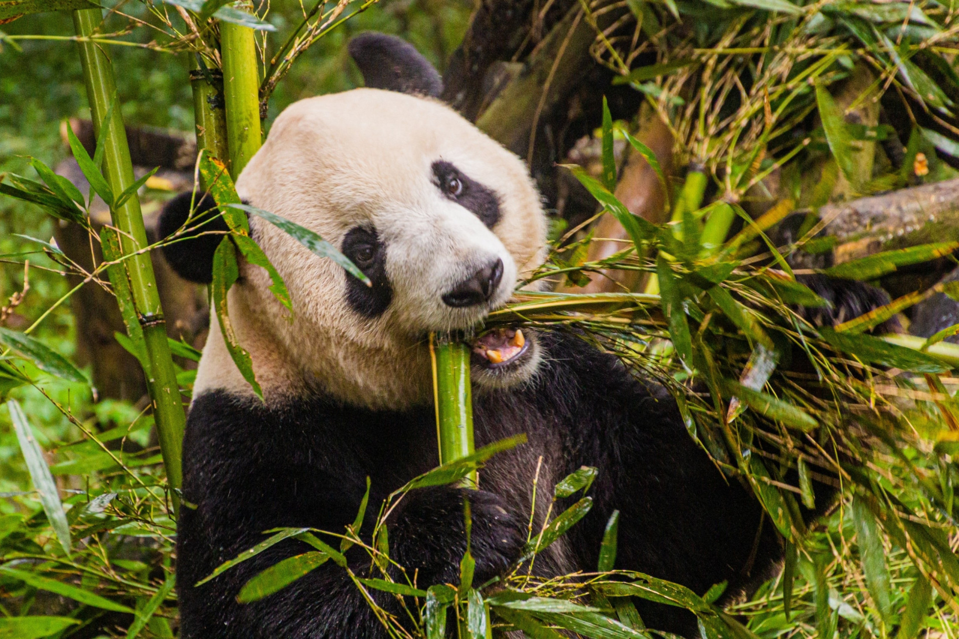 Animals with unusual diets and bizarre feeding habits