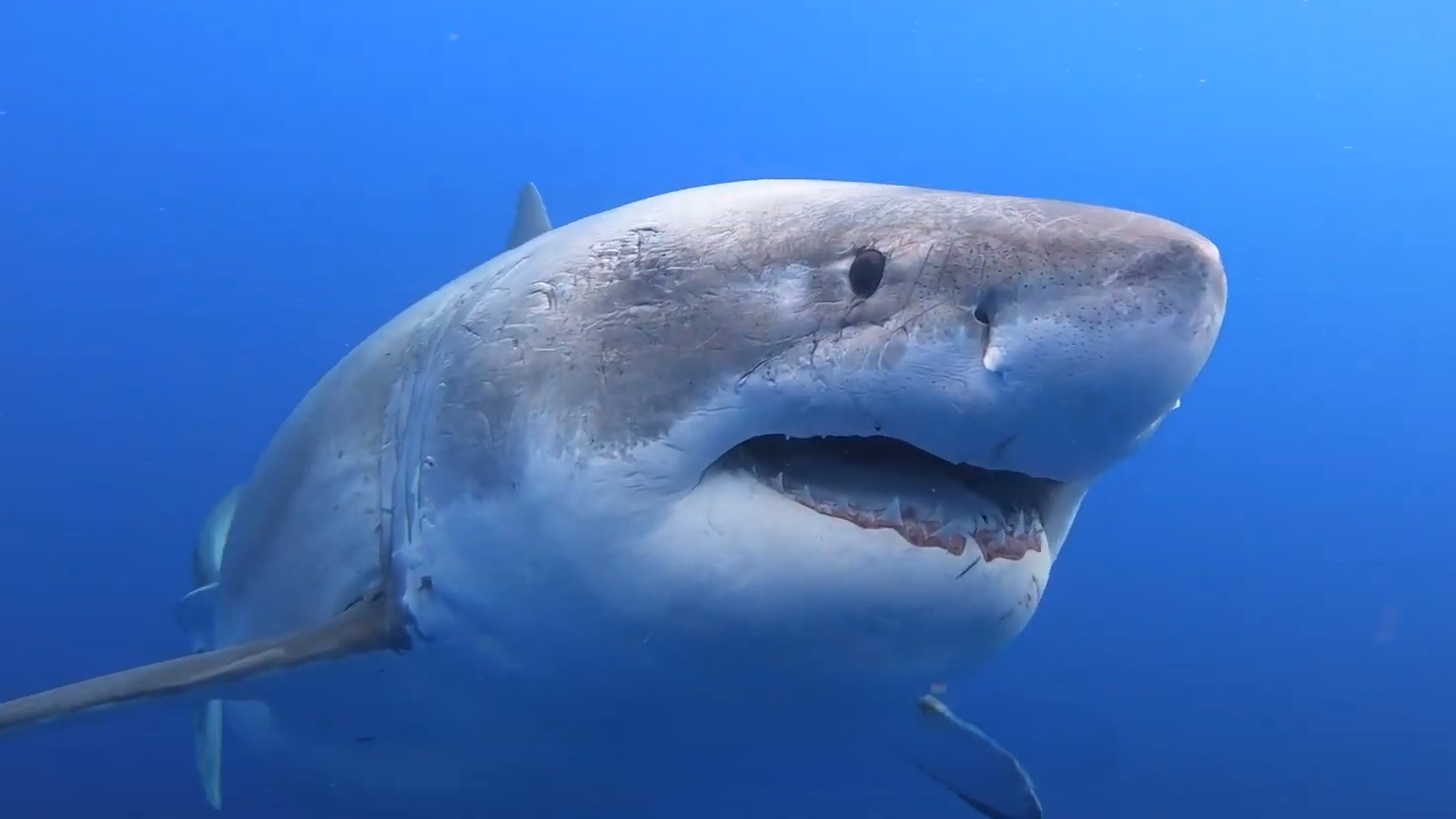 Regarde ce qui se passe quand un requin blanc attrape la planche d’un ...