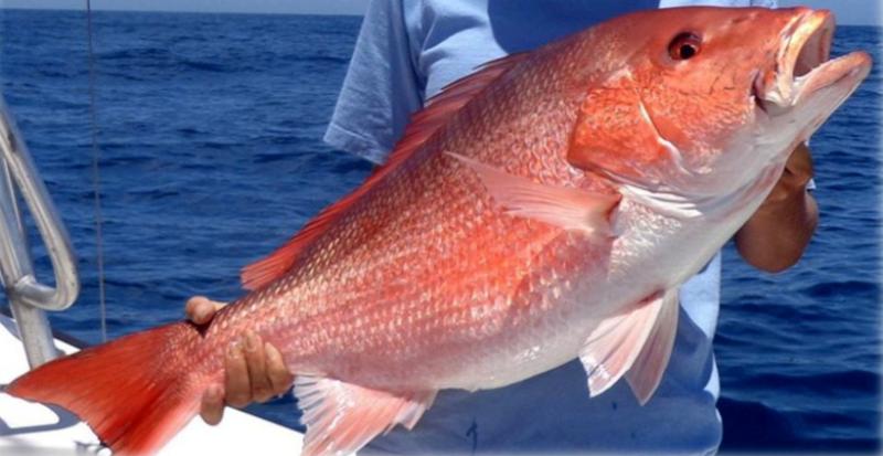 Florida expands red snapper seasons on both coasts: Dates, catch limits