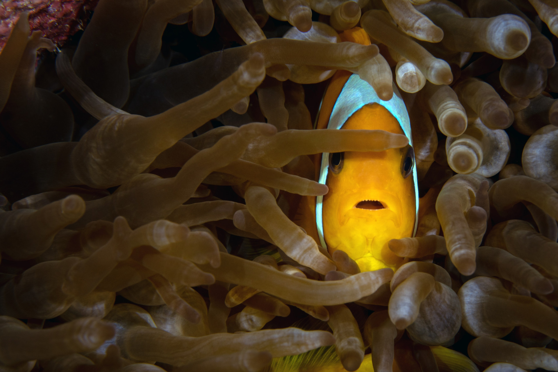 Animals that have symbiotic relationships