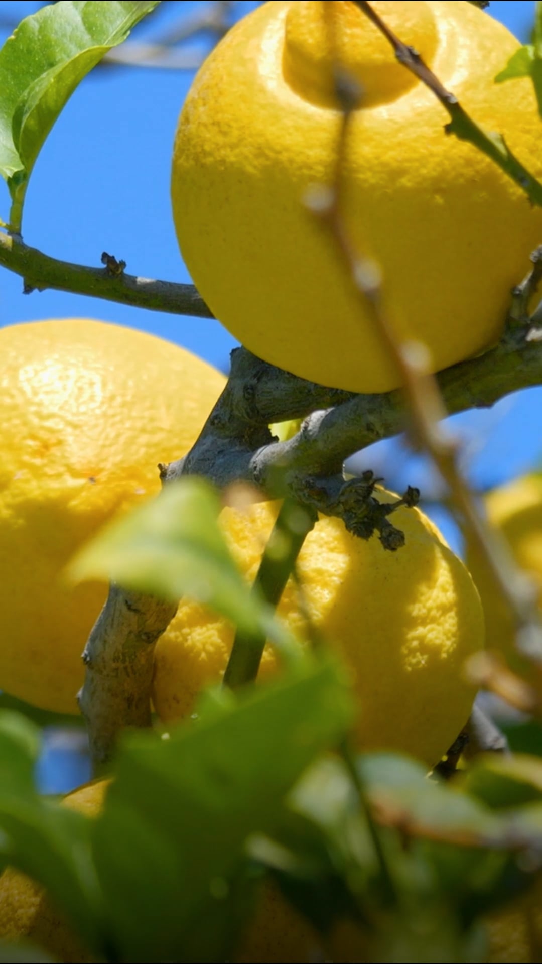 Quels arbres fruitiers à croissance rapide planter dans votre jardin?