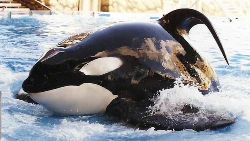 Schau, was passiert, wenn ein 5-Tonnen-Orca seine Trainerin packt - "Im ...