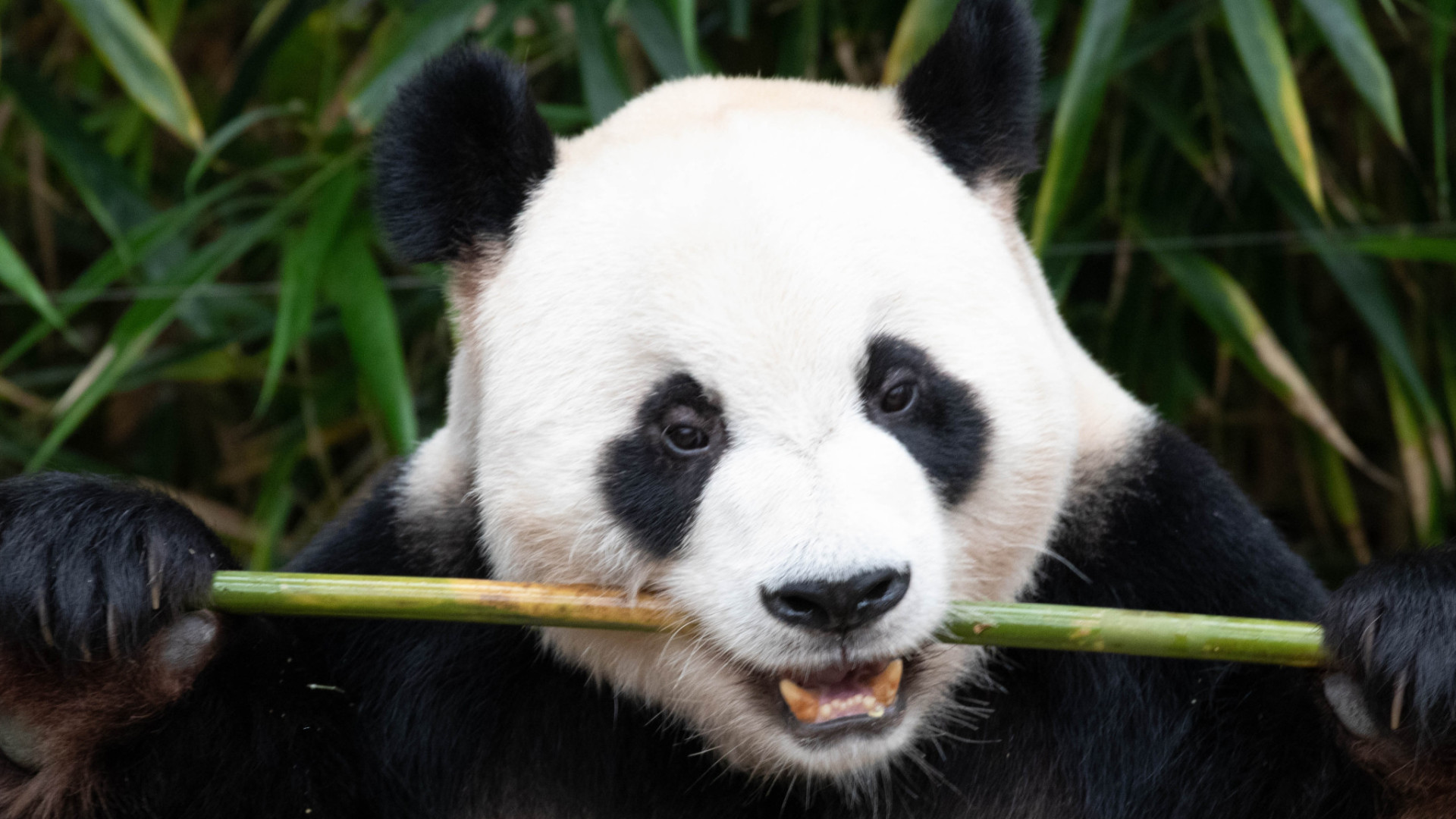Animals with unusual diets and bizarre feeding habits