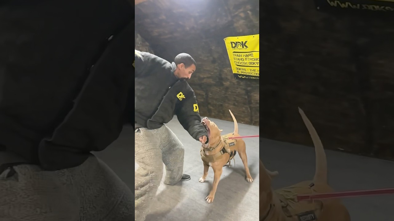 Watch a protection dog disarm a weapon during an attack