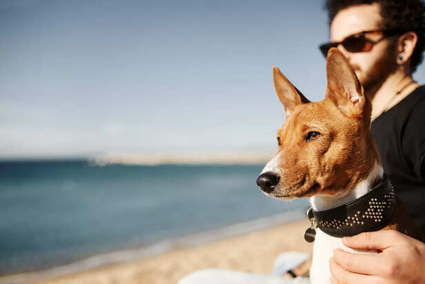 India’s pet boom: Why more Indians are opening their homes and hearts ...