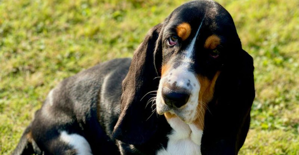 16 dog breeds that behave like they were hired to supervise the kitchen