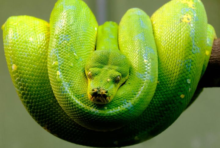 The 15 largest snakes in the world