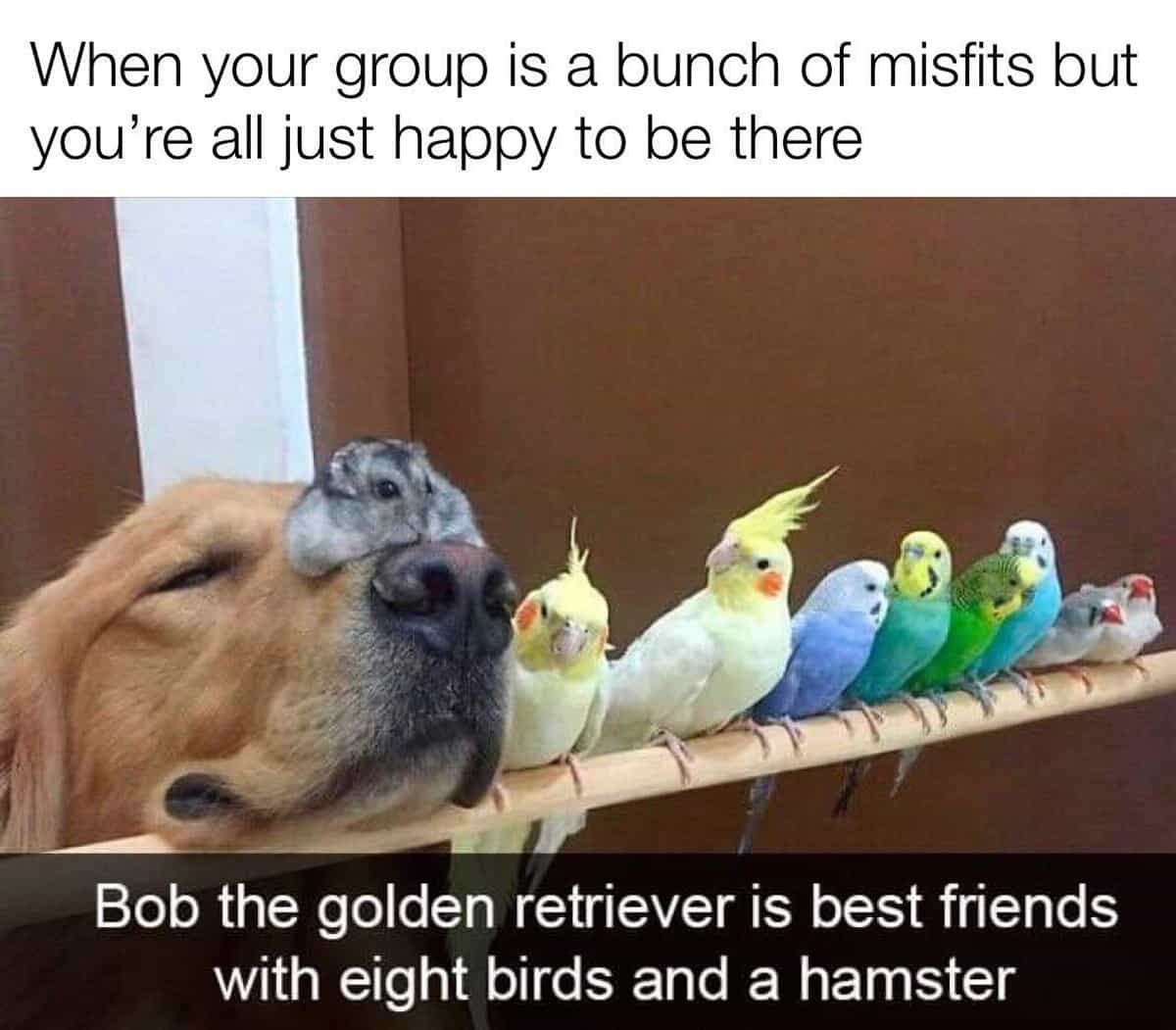 Wholesome animal memes