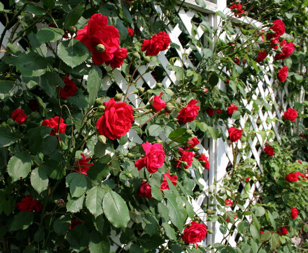Pretty garden cottage ideas for spring