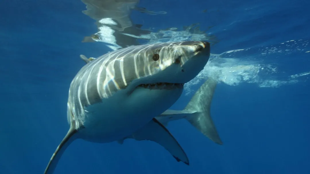9 animals you assume are dangerous - but are actually afraid of us