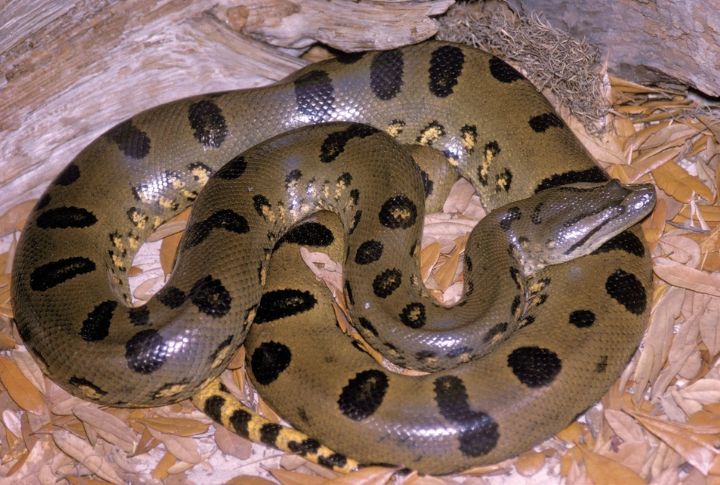 The 15 largest snakes in the world