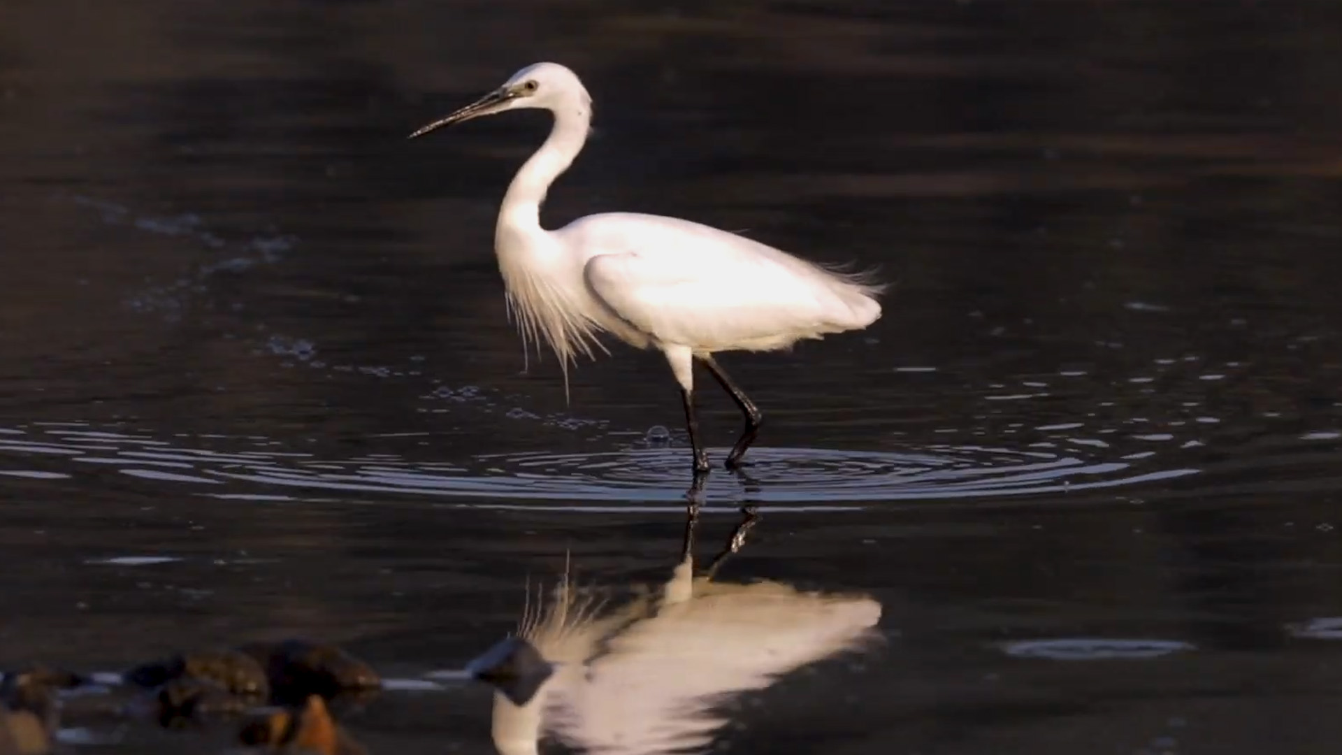 Wild bird photography in beautiful nature
