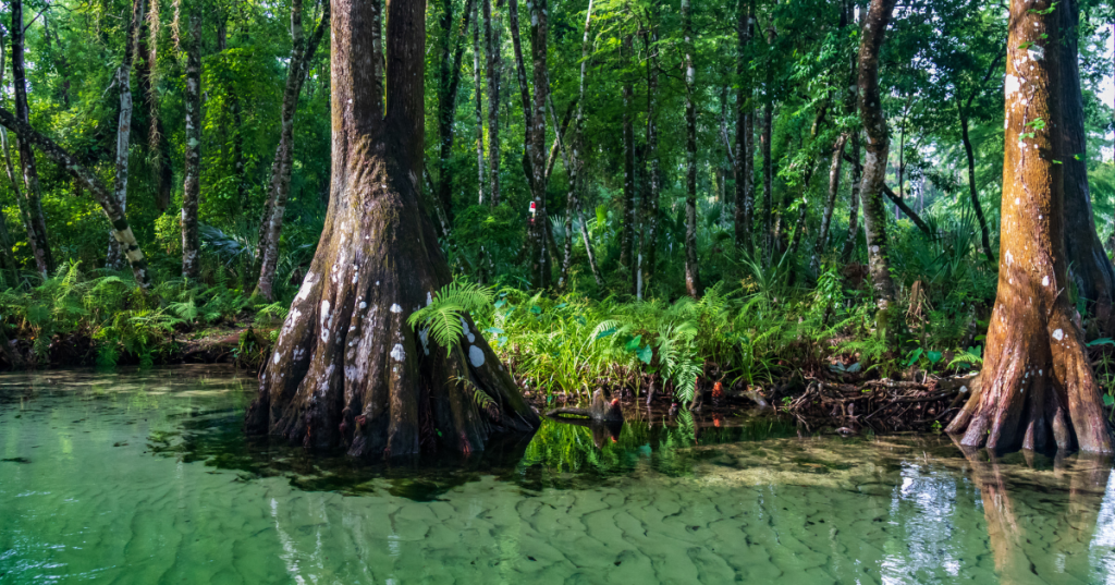 4 dreamy Florida Airbnbs near Florida's most epic natural springs