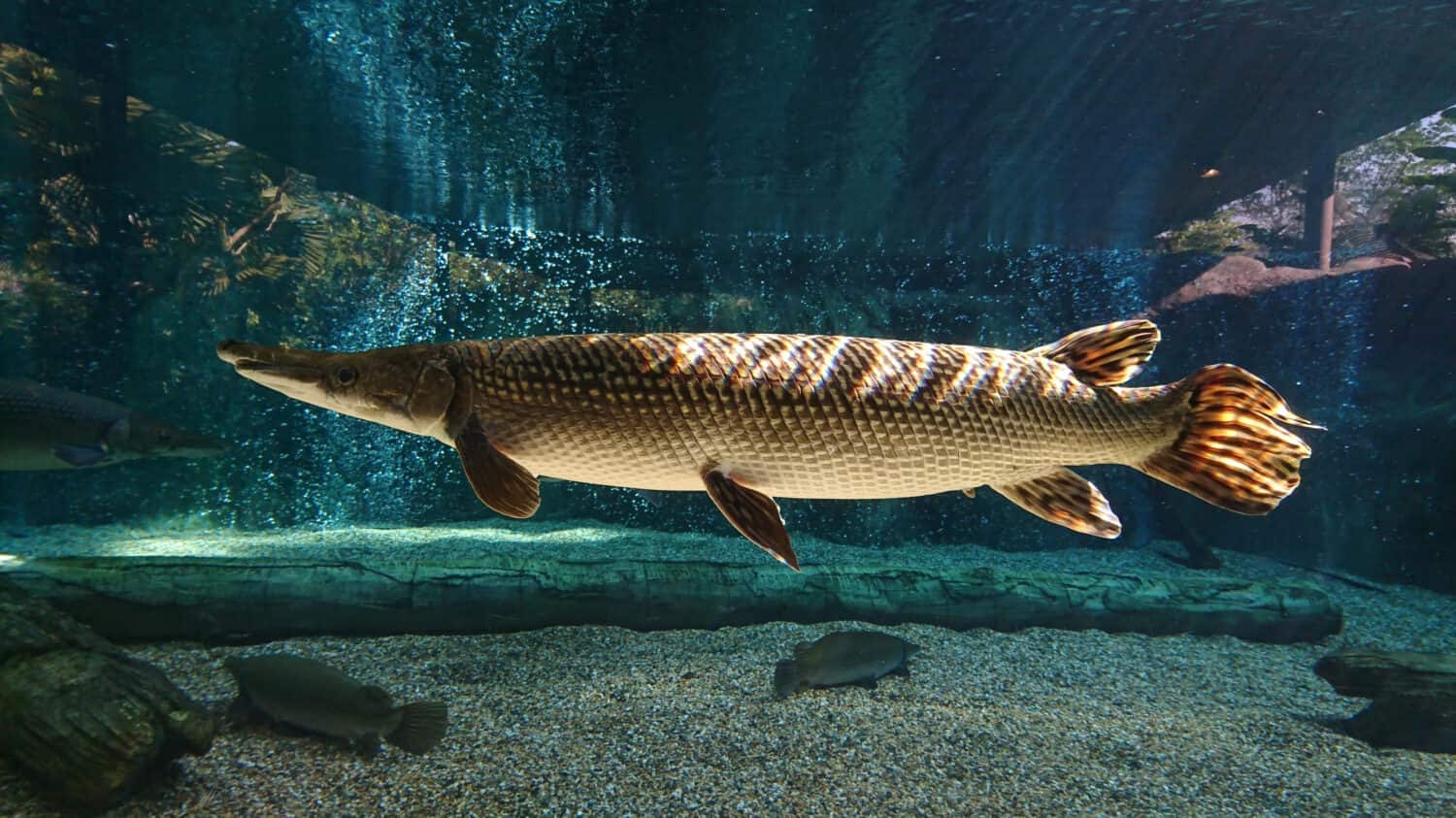Texas man lands a massive “prehistoric” river monster and wins an award