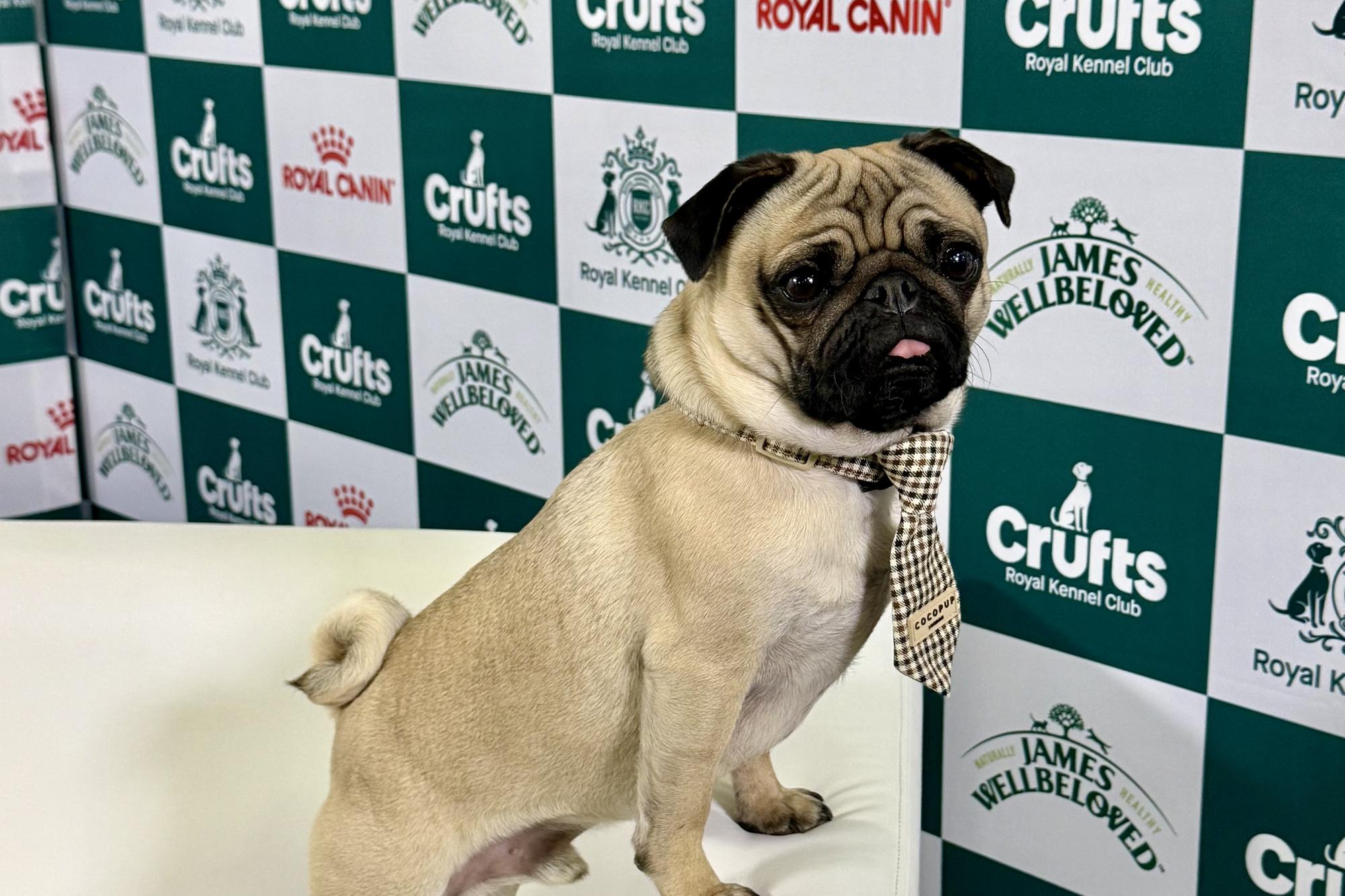 In pictures: 'Influencer' pug from Northampton rubs shoulders with ...