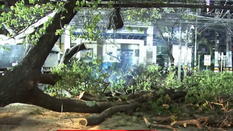 Rider killed by fallen acacia tree in Muntinlupa